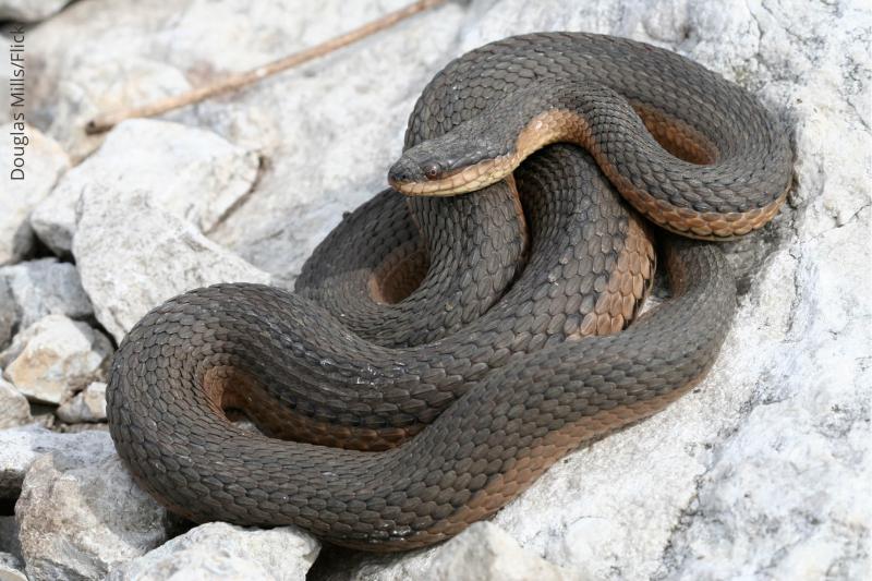 Snakelings